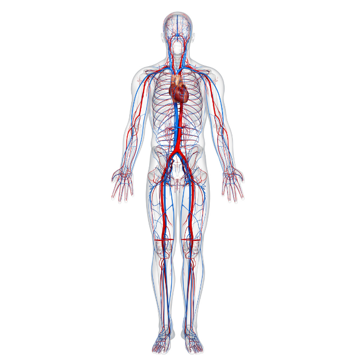 How The Circulatory System Affects Your Life – MINTBIOLOGY